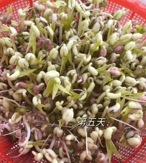 绿豆观察日记7天怎么写_绿豆发芽全过程记录-第2张图片-山城妙识 绿豆观察日记7天怎么写_绿豆发芽全过程记录-第2张图片-山城妙识