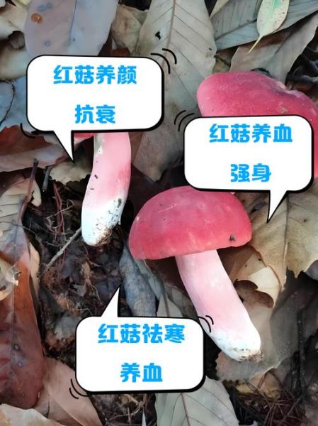 红菇的功效与作用_红菇的禁忌人群有哪些-第2张图片-山城妙识 红菇的功效与作用_红菇的禁忌人群有哪些-第2张图片-山城妙识