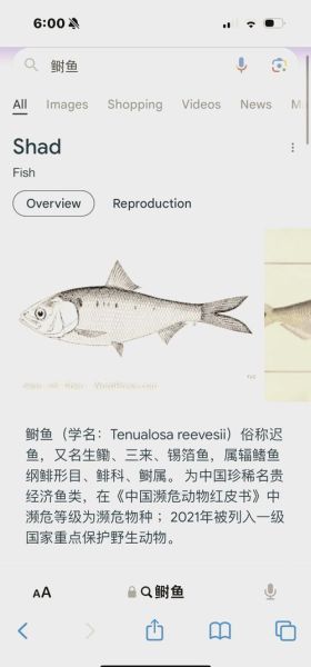 鲥鱼图片价格_鲥鱼多少钱一斤-第1张图片-山城妙识