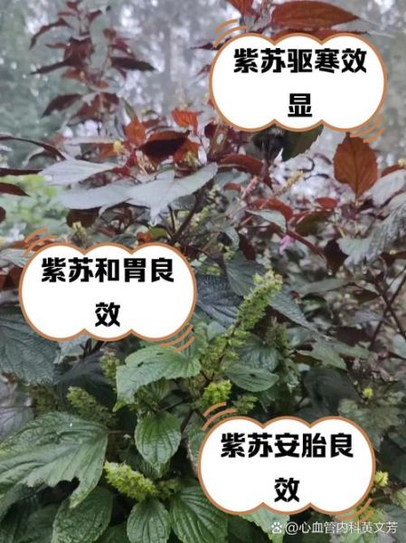 女人吃紫苏有什么好处_紫苏对女性的功效-第1张图片-山城妙识
