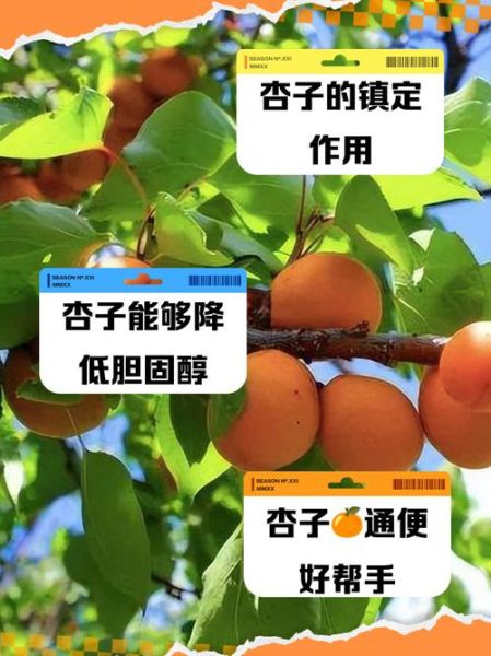 杏子的功效与作用及禁忌_杏子吃多了有什么副作用-第1张图片-山城妙识