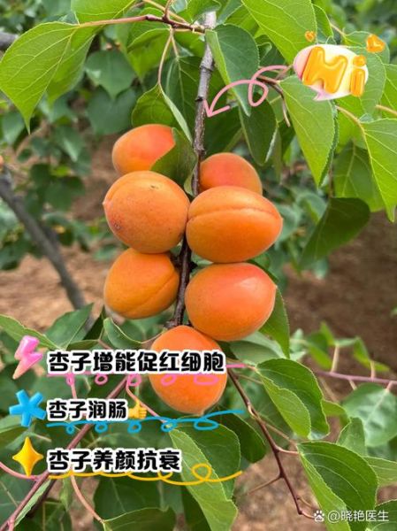 杏子的功效与作用及禁忌_杏子吃多了有什么副作用-第3张图片-山城妙识