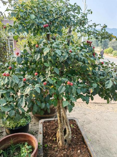 山里红的功效与作用_山里红怎么泡水喝-第1张图片-山城妙识