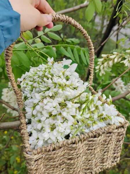 洋槐花图片大全大图_洋槐花长什么样-第1张图片-山城妙识