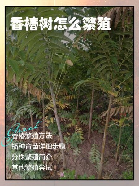 香椿树的种子怎么种_香椿种子几月播种最好-第1张图片-山城妙识