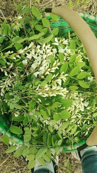 洋槐花图片大全大图_洋槐花长什么样-第3张图片-山城妙识