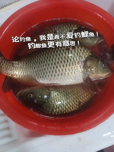 鲤鱼怎么钓_野钓鲤鱼用什么饵-第2张图片-山城妙识 鲤鱼怎么钓_野钓鲤鱼用什么饵-第2张图片-山城妙识
