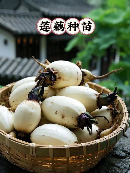 种植20亩莲藕要多少钱_莲藕种植成本预算-第1张图片-山城妙识 种植20亩莲藕要多少钱_莲藕种植成本预算-第1张图片-山城妙识