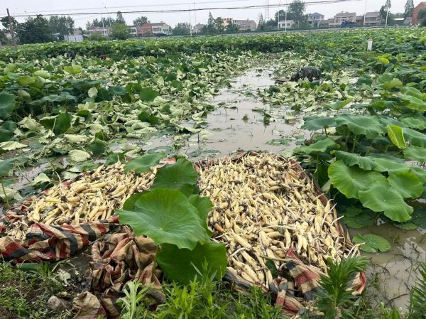 种植20亩莲藕要多少钱_莲藕种植成本预算-第3张图片-山城妙识 种植20亩莲藕要多少钱_莲藕种植成本预算-第3张图片-山城妙识