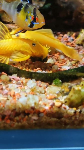 胡子鱼怎么养_胡子鱼水温多少合适-第3张图片-山城妙识 胡子鱼怎么养_胡子鱼水温多少合适-第3张图片-山城妙识