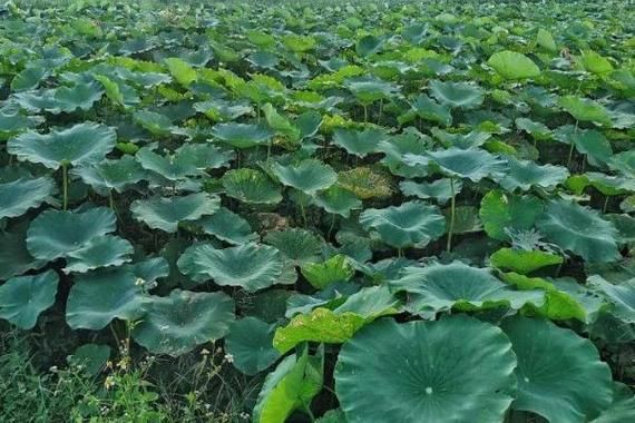 种植20亩莲藕要多少钱_莲藕种植成本预算-第2张图片-山城妙识 种植20亩莲藕要多少钱_莲藕种植成本预算-第2张图片-山城妙识