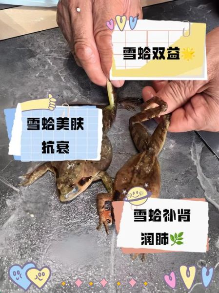 雪蛤多久吃一次_雪蛤一周吃几次最好-第2张图片-山城妙识