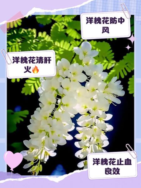 槐花的功效与作用及禁忌_哪些人不能吃槐花-第1张图片-山城妙识 槐花的功效与作用及禁忌_哪些人不能吃槐花-第1张图片-山城妙识