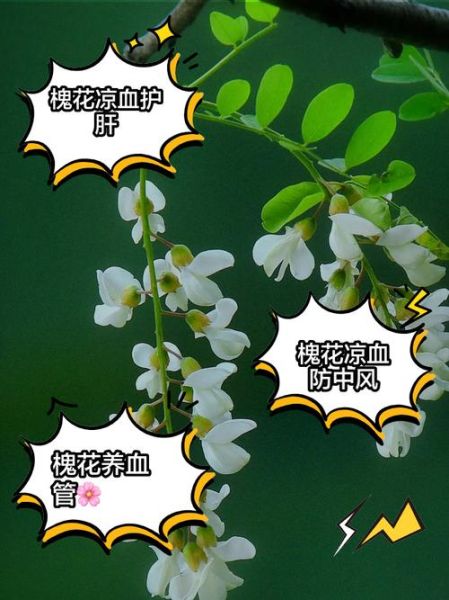 槐花的功效与作用及禁忌_哪些人不能吃槐花-第2张图片-山城妙识 槐花的功效与作用及禁忌_哪些人不能吃槐花-第2张图片-山城妙识