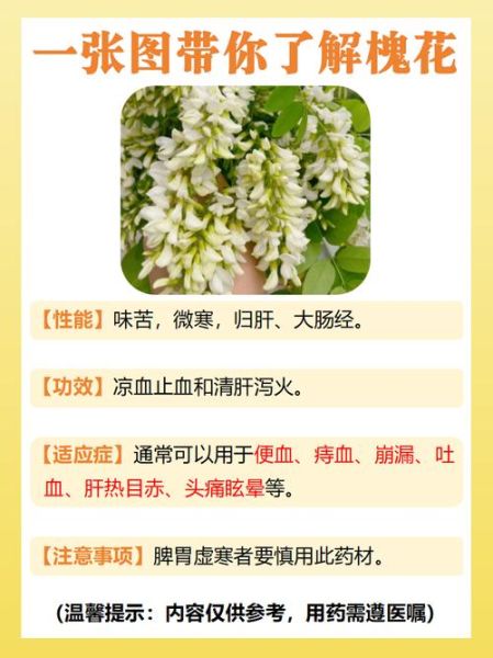 槐花的功效与作用及禁忌_哪些人不能吃槐花-第3张图片-山城妙识 槐花的功效与作用及禁忌_哪些人不能吃槐花-第3张图片-山城妙识