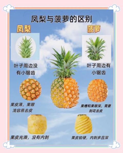 凤梨和菠萝哪个营养高_凤梨和菠萝的区别营养价值-第1张图片-山城妙识 凤梨和菠萝哪个营养高_凤梨和菠萝的区别营养价值-第1张图片-山城妙识