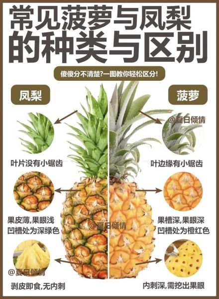 凤梨和菠萝哪个营养高_凤梨和菠萝的区别营养价值-第2张图片-山城妙识 凤梨和菠萝哪个营养高_凤梨和菠萝的区别营养价值-第2张图片-山城妙识