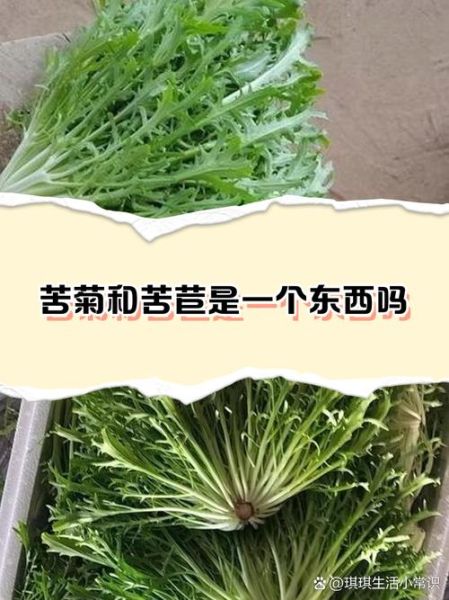 苦菊和苦苣的区别_苦菊苦苣哪个更苦-第3张图片-山城妙识 苦菊和苦苣的区别_苦菊苦苣哪个更苦-第3张图片-山城妙识