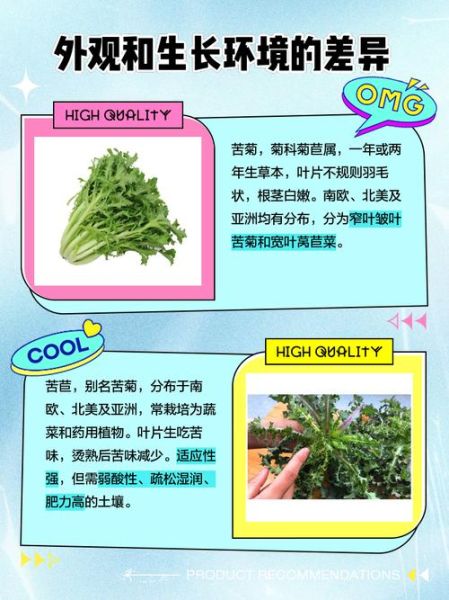 苦菊和苦苣的区别_苦菊苦苣哪个更苦-第1张图片-山城妙识 苦菊和苦苣的区别_苦菊苦苣哪个更苦-第1张图片-山城妙识