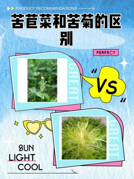 苦菊和苦苣的区别_苦菊苦苣哪个更苦-第2张图片-山城妙识 苦菊和苦苣的区别_苦菊苦苣哪个更苦-第2张图片-山城妙识