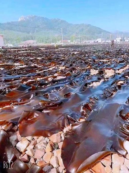 海菜有哪些种类_海带和紫菜的区别-第1张图片-山城妙识
