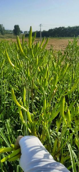 黄花菜长什么样子_新鲜黄花菜图片-第1张图片-山城妙识