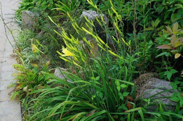 黄花菜长什么样子_新鲜黄花菜图片-第3张图片-山城妙识