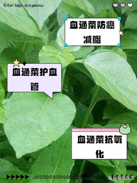 通菜功效与副作用_孕妇能吃吗-第1张图片-山城妙识