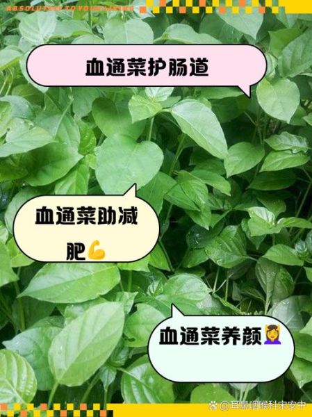 通菜功效与副作用_孕妇能吃吗-第2张图片-山城妙识
