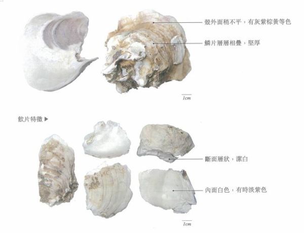 生牡蛎图片长什么样_生牡蛎与煅牡蛎区别-第3张图片-山城妙识