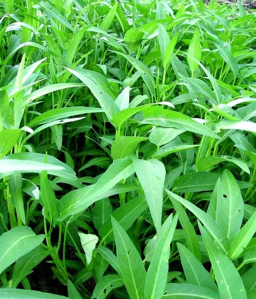 空心菜为什么不吃叶子_空心菜叶子能不能吃-第1张图片-山城妙识 空心菜为什么不吃叶子_空心菜叶子能不能吃-第1张图片-山城妙识