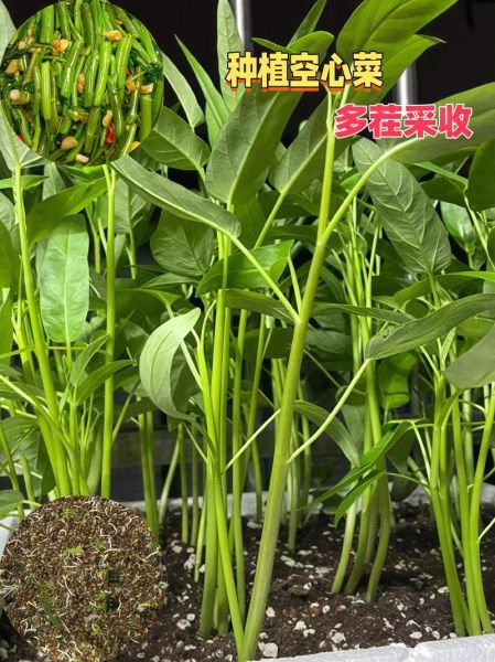 空心菜为什么不吃叶子_空心菜叶子能不能吃-第3张图片-山城妙识 空心菜为什么不吃叶子_空心菜叶子能不能吃-第3张图片-山城妙识