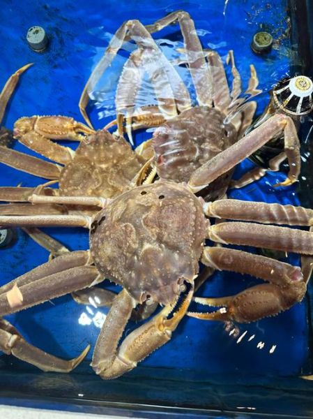 阿拉斯加蟹多少钱一斤_2024最新价格-第2张图片-山城妙识