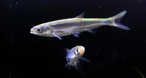 白条鱼怎么养_白条鱼养殖技巧-第3张图片-山城妙识 白条鱼怎么养_白条鱼养殖技巧-第3张图片-山城妙识