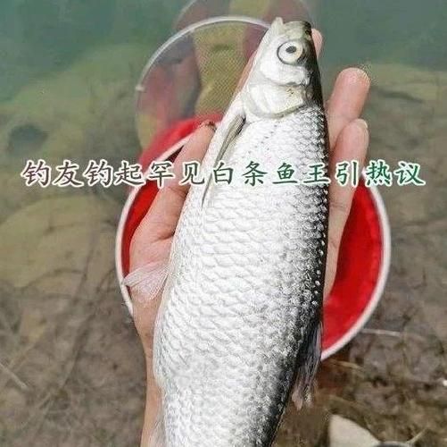 白条鱼怎么养_白条鱼养殖技巧-第2张图片-山城妙识 白条鱼怎么养_白条鱼养殖技巧-第2张图片-山城妙识