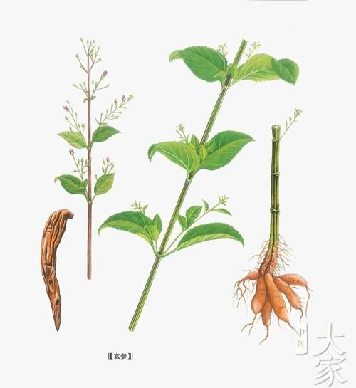 玄参的功效与作用及食用方法_玄参怎么吃效果最好-第2张图片-山城妙识