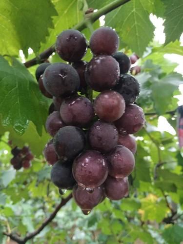 中国十大葡萄品种有哪些_哪个最好吃-第3张图片-山城妙识 中国十大葡萄品种有哪些_哪个最好吃-第3张图片-山城妙识