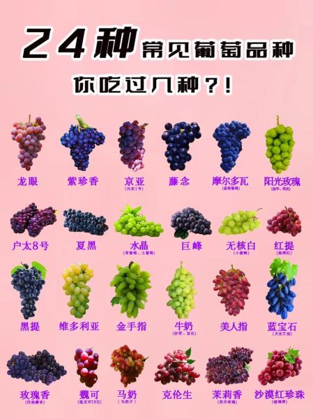 中国十大葡萄品种有哪些_哪个最好吃-第2张图片-山城妙识 中国十大葡萄品种有哪些_哪个最好吃-第2张图片-山城妙识