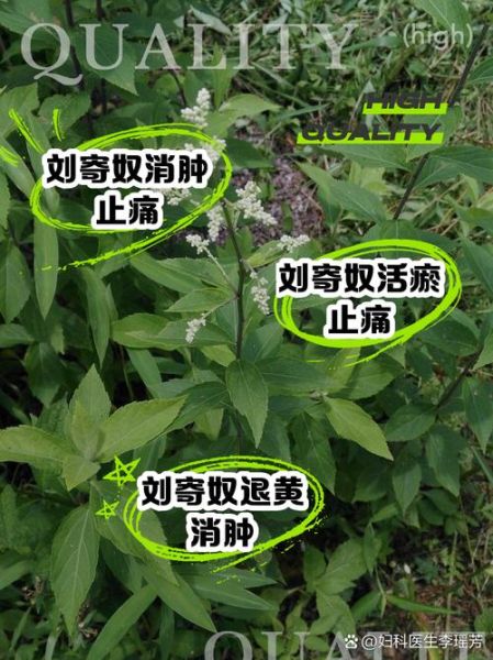 刘寄奴是什么药_刘寄奴的功效与作用-第1张图片-山城妙识