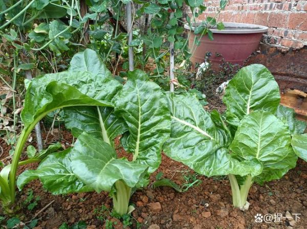 猪婆菜又叫什么菜_猪婆菜与牛皮菜区别-第1张图片-山城妙识