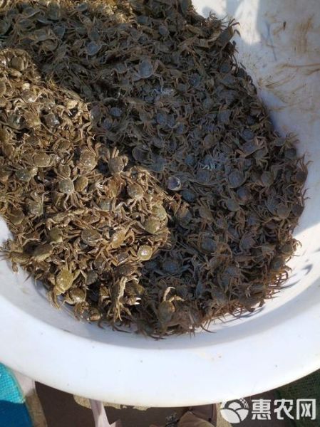 大闸蟹苗多少钱一斤_2024年最新行情-第1张图片-山城妙识