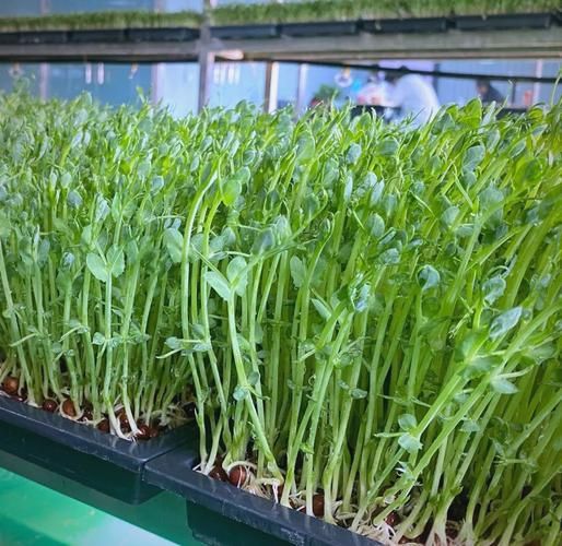 芽苗菜利润有多大_芽苗菜种植成本与收益-第3张图片-山城妙识