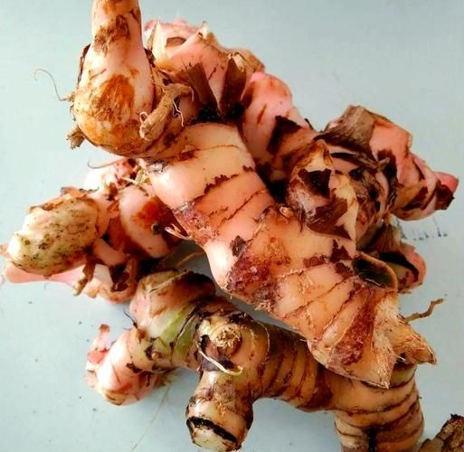 良姜图片_良姜香料怎么用-第2张图片-山城妙识