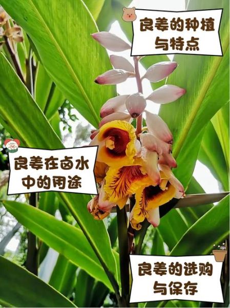 良姜图片_良姜香料怎么用-第1张图片-山城妙识