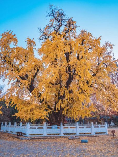 银杏树适合种在庭院吗_银杏树风水寓意是什么-第1张图片-山城妙识