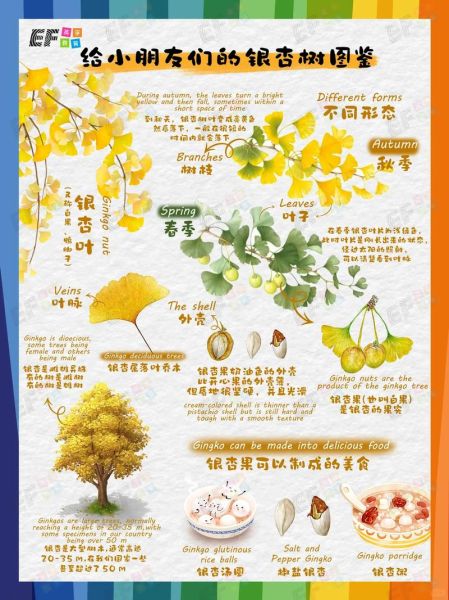 银杏树适合种在庭院吗_银杏树风水寓意是什么-第3张图片-山城妙识