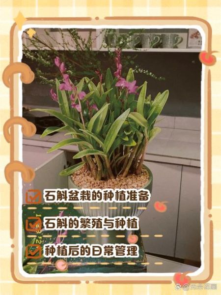 家里为什么不能种石斛_石斛盆栽失败原因-第1张图片-山城妙识 家里为什么不能种石斛_石斛盆栽失败原因-第1张图片-山城妙识