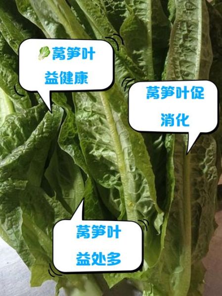 莴苣叶怎么吃_莴苣叶的功效与作用-第2张图片-山城妙识
