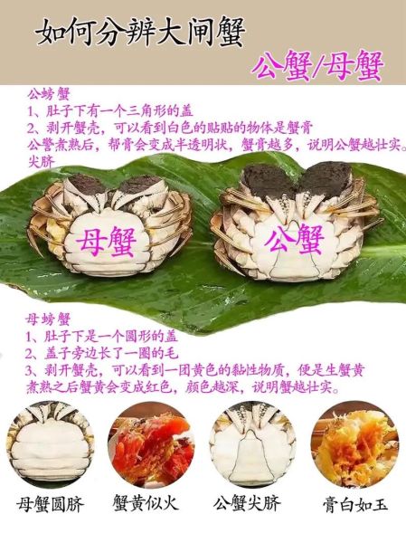 大闸蟹图片大全_如何挑选鲜活蟹-第1张图片-山城妙识