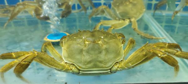 大闸蟹图片大全_如何挑选鲜活蟹-第3张图片-山城妙识